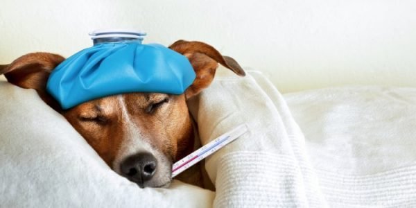 Moquillo en los perros. Qué es y como prevenirlo - PetPalet